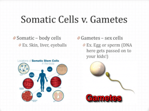 Somatic Cells: Definition, Examples & Types
