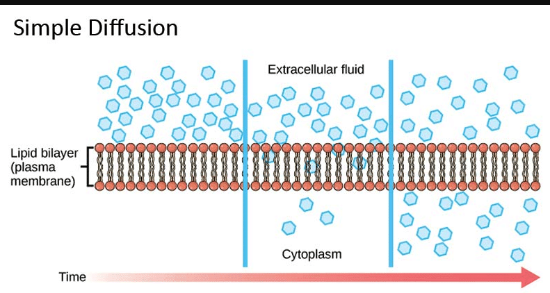 Simple Diffusion Definition Precept Examples Applications