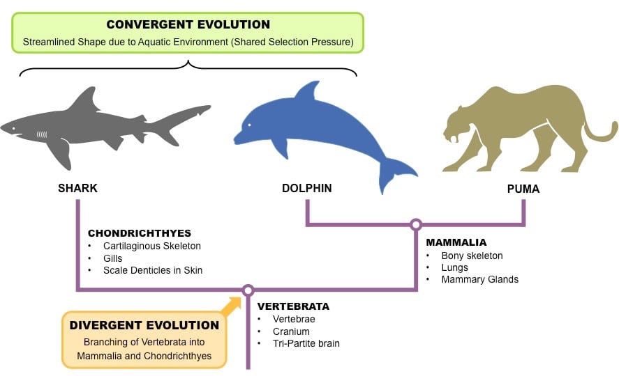 Divergent and Convergent Evolution: Every Small Detail Covered